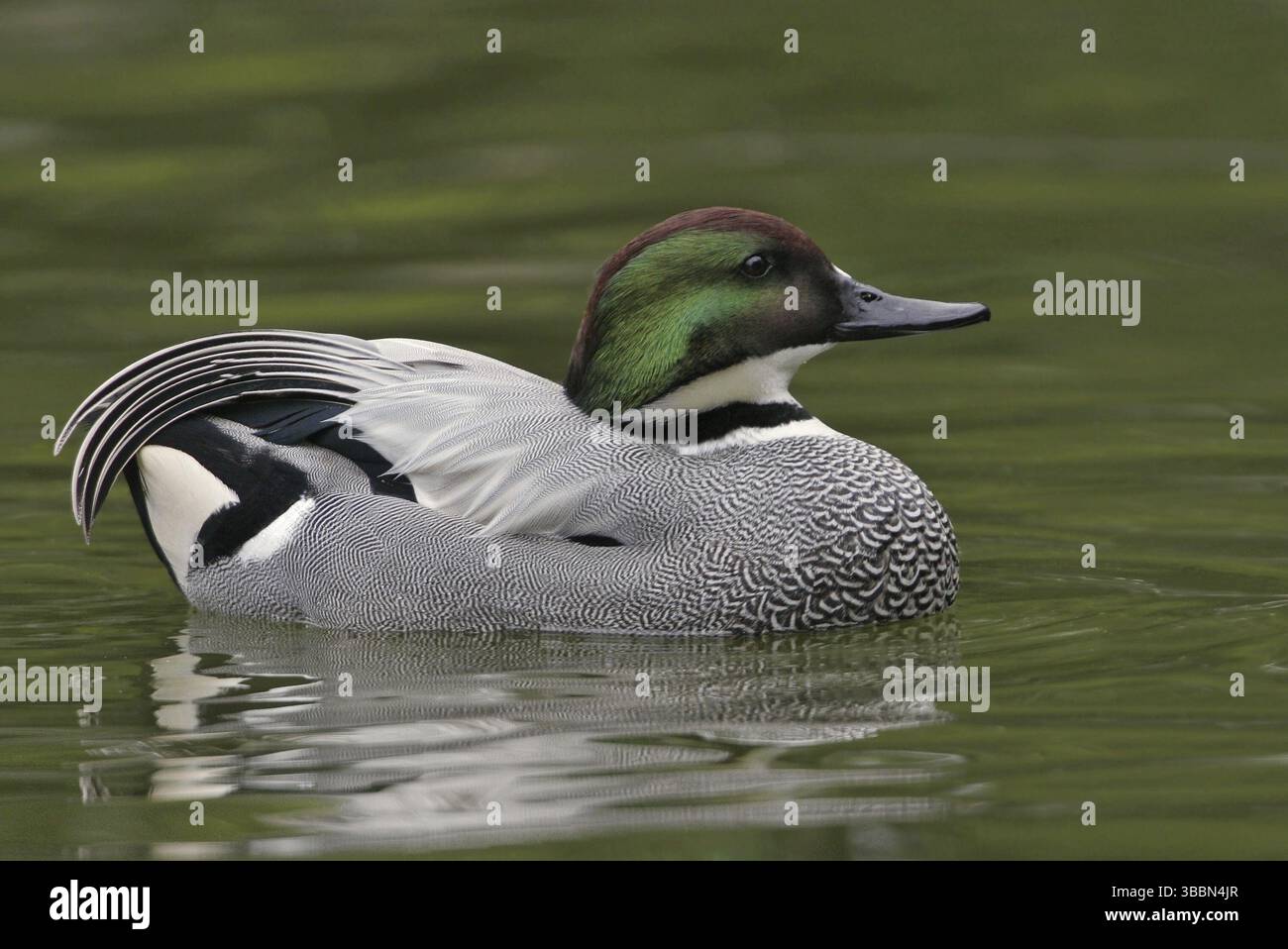 Falcated Duck (Mareca falcata) male, California, USA, North America ...