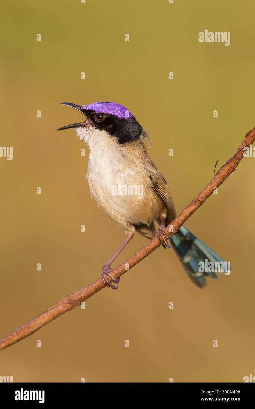 Purple-crowned Fairywren (Malurus coronatus) male singing, Western ...