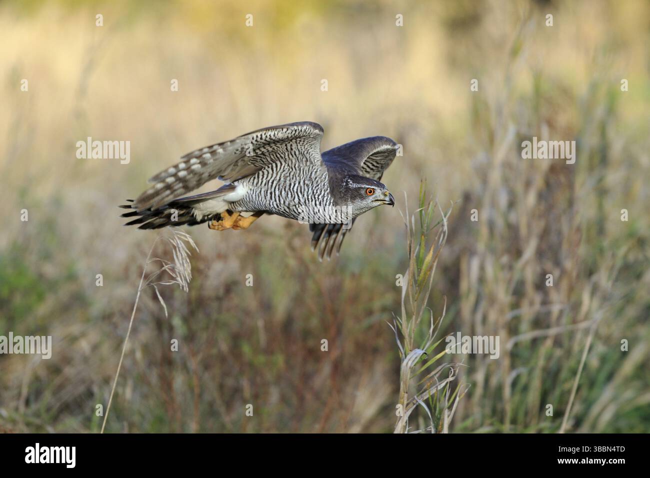 Habicht, lat. Accipiter gentilis, im niedrigen Flug ueber einer Wiese ...