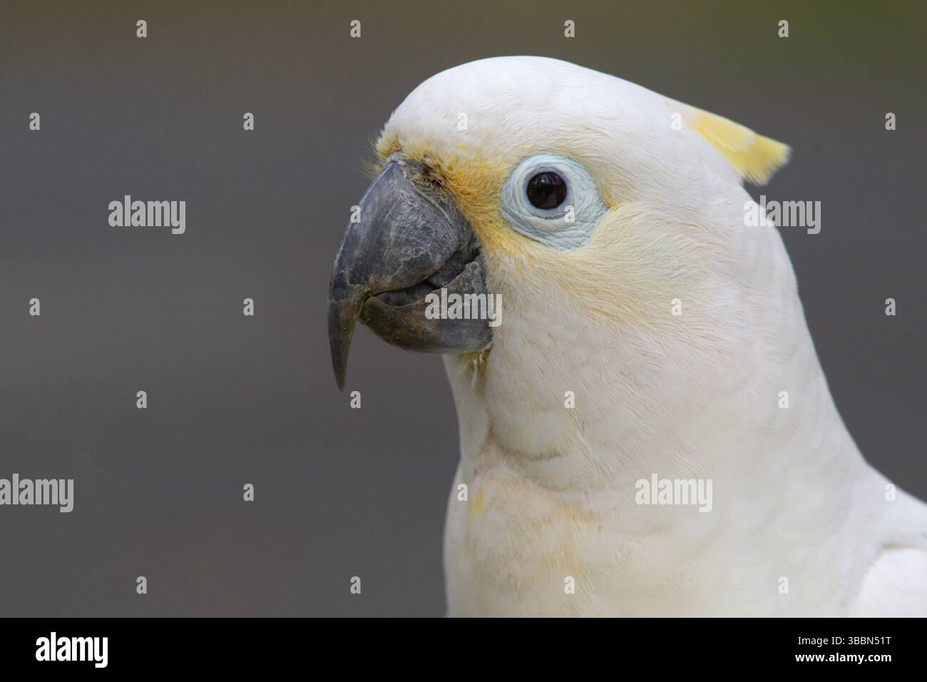 Hybrid: Long-billed Corella x Sulphur-crested Cockatoo (Cacatua ...