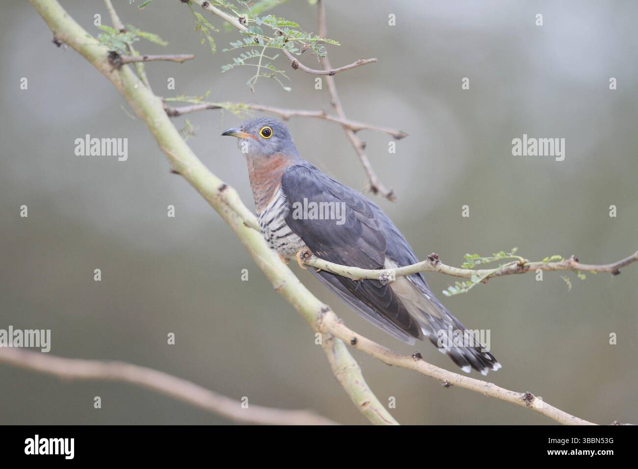 Red-chested Cuckoo (Cuculus solitarius), Lake Naivasha, Kenya, Africa ...