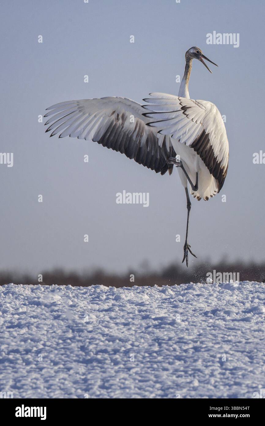 Red-crowned Crane (Grus japonensis) flapping, Hokkaido, Japan, Asia ...