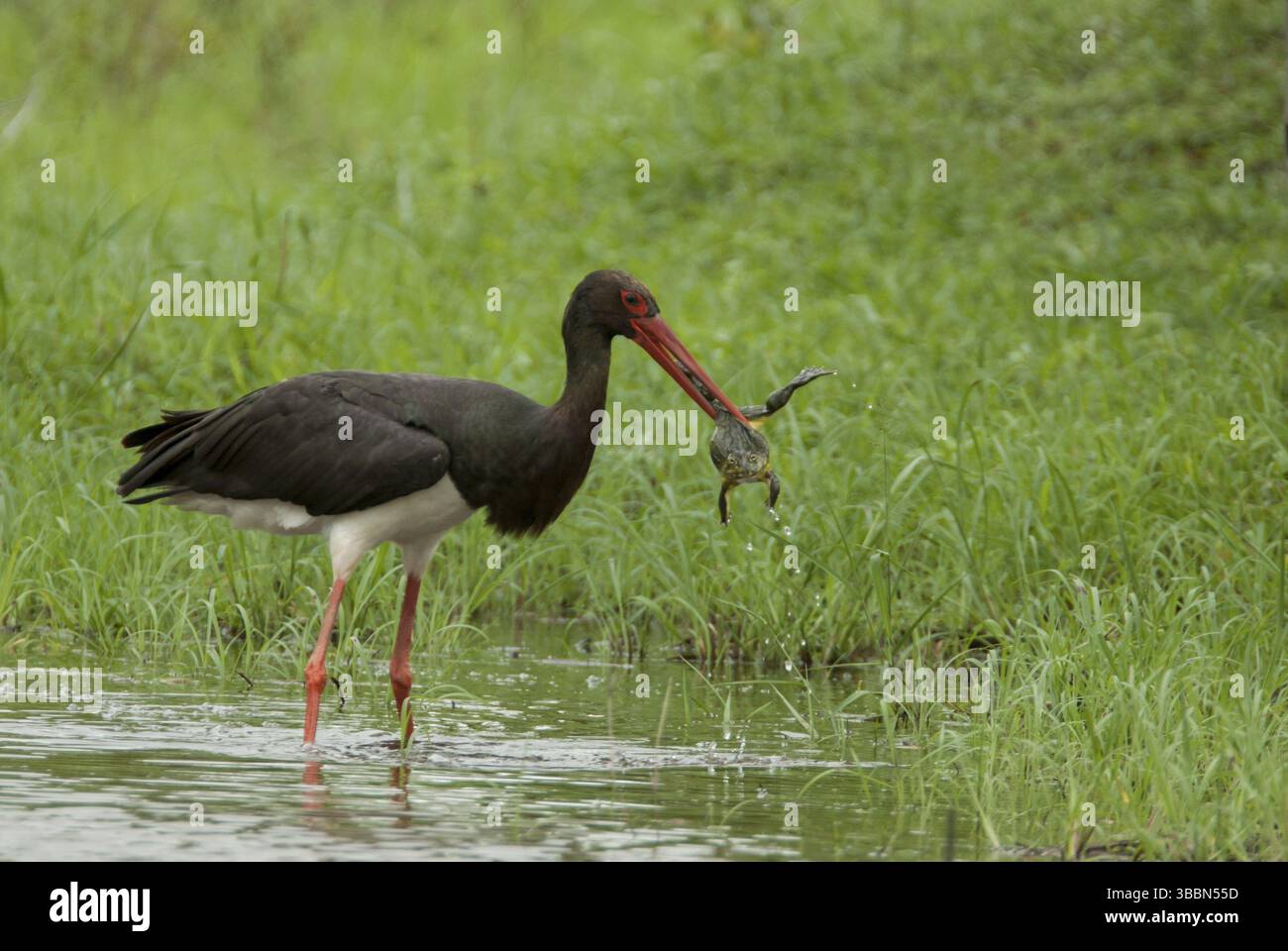 Black Stork (Ciconia nigra) with captured frog, Mpumalanga, South ...