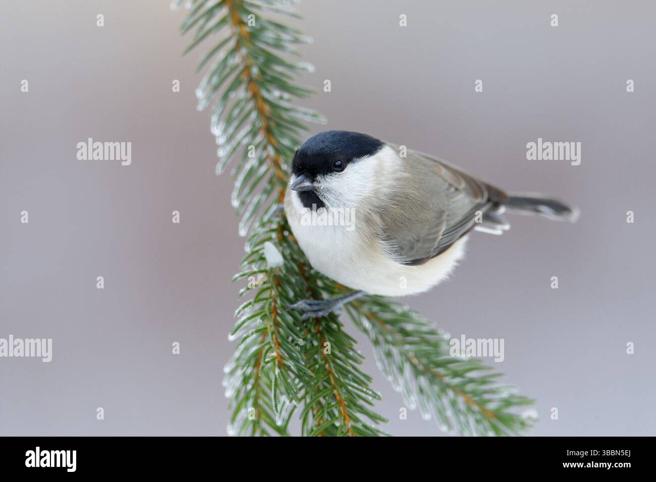 Marsh Tit, Parus palustris, songbird sitting on the nice spruce tree ...