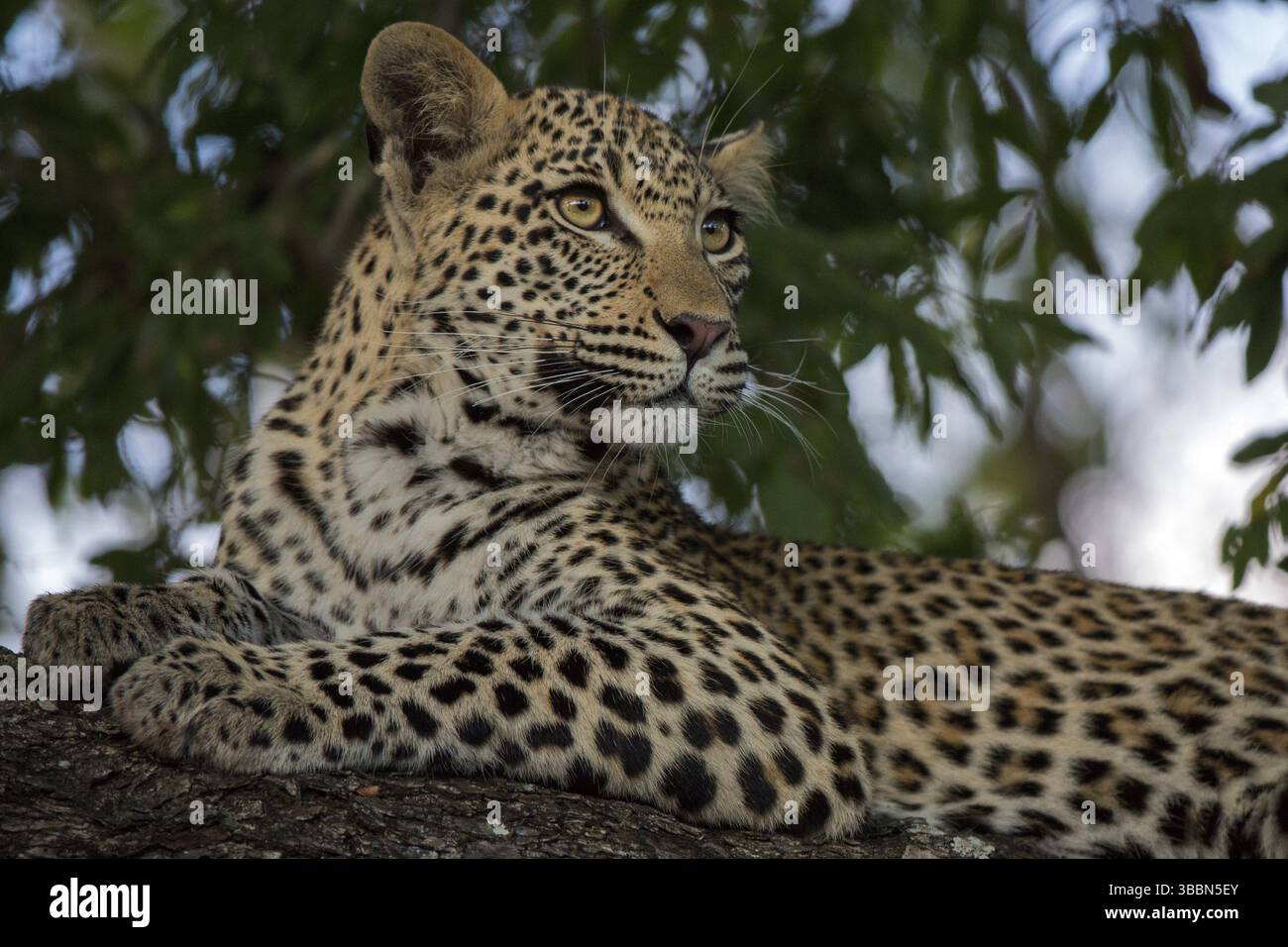 Leopard (Panthera pardus) immature lying on a tree, Sabi Sands, South ...