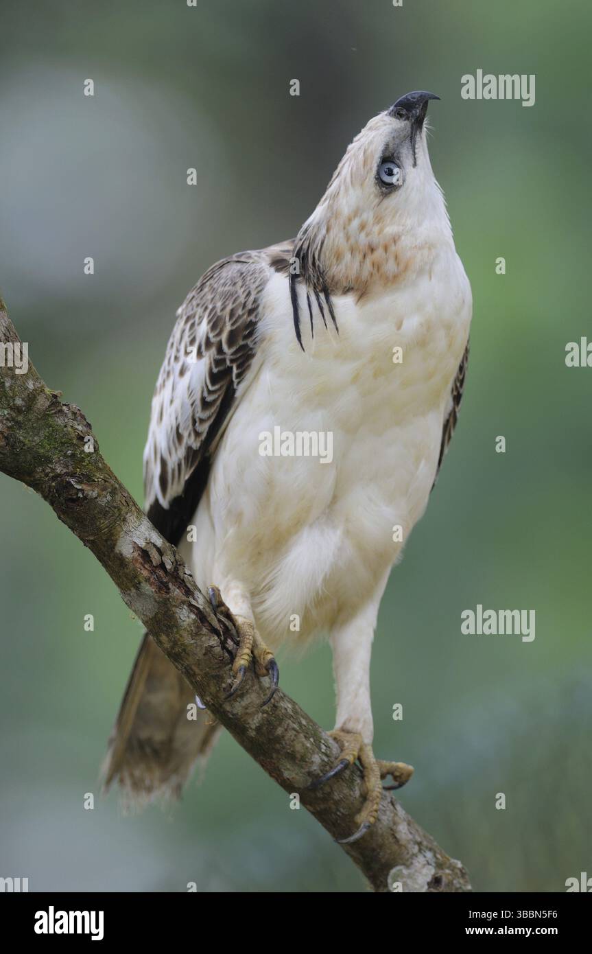 Changeable Hawk-Eagle (Nisaetus cirrhatus), Sri Lanka, Asia Stock Photo - Alamy