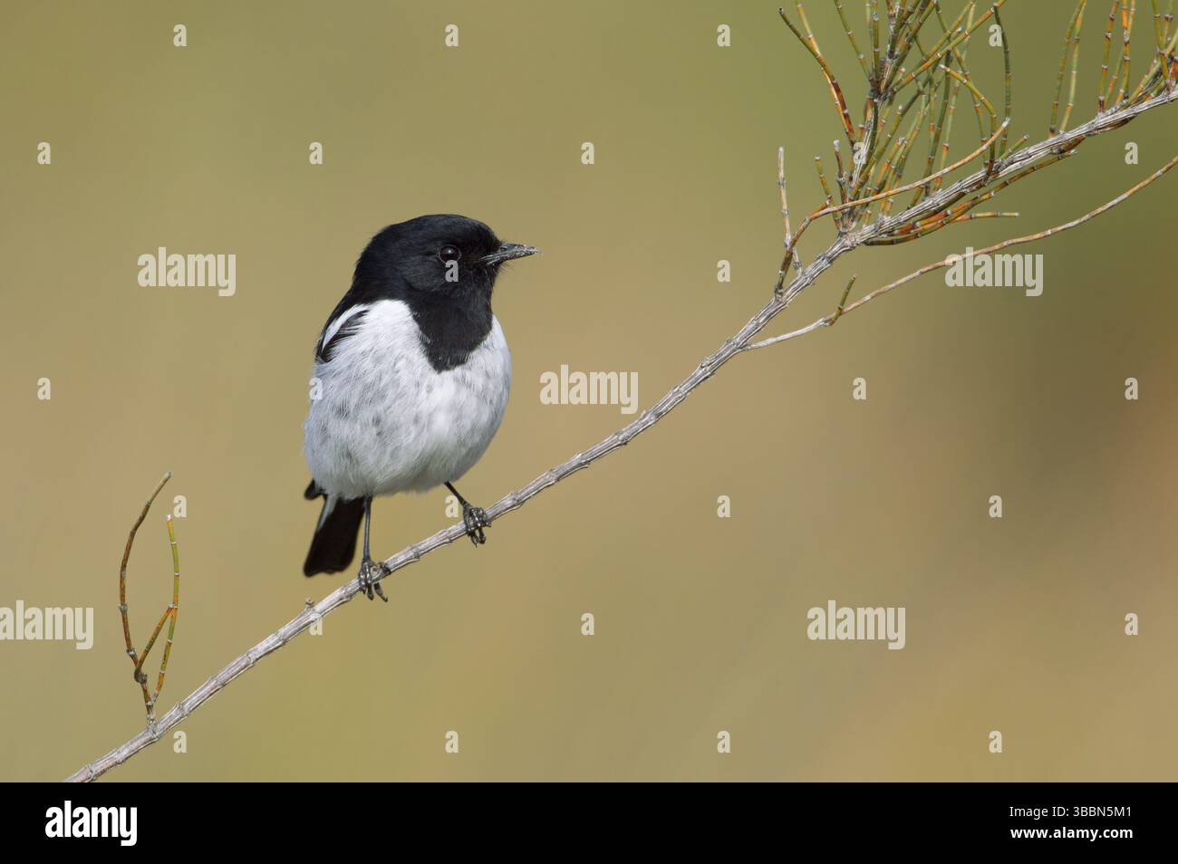Hooded Robin (Melanodryas cucullata) male, Victoria, Australia, Oceania ...