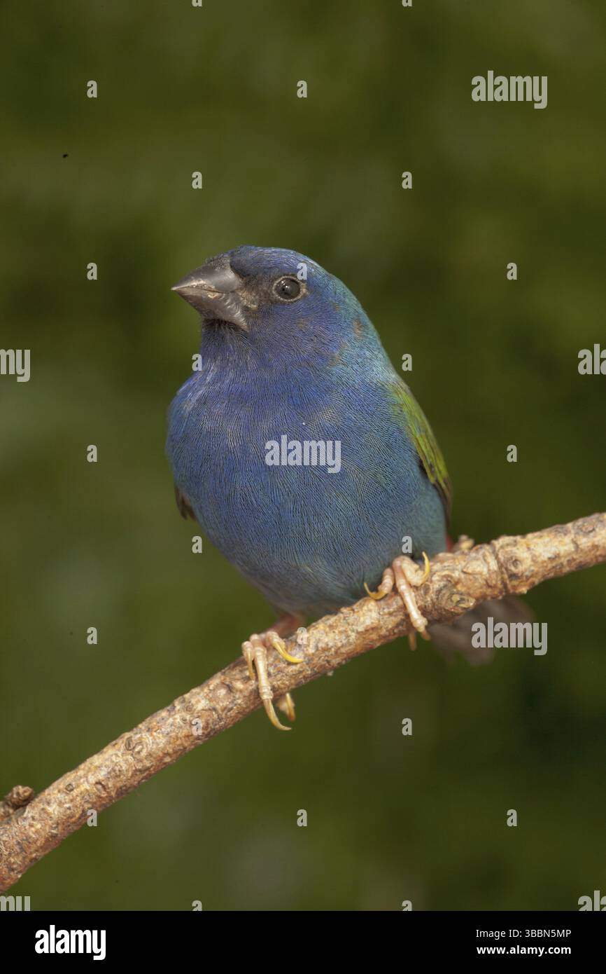 Tricolored Parrotfinch (Erythrura tricolor Stock Photo - Alamy