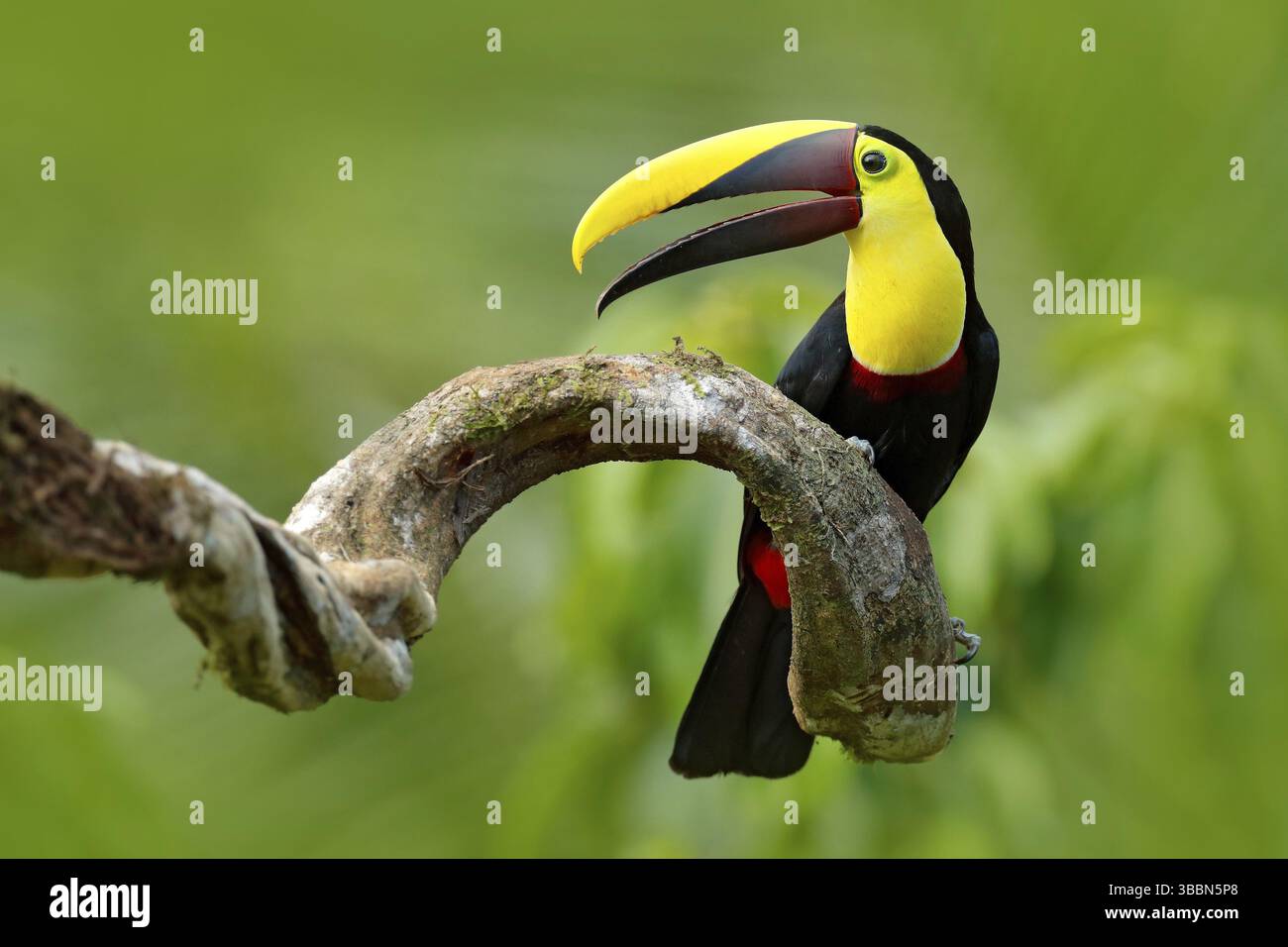 Big beak chesnut mandibled hi-res stock photography and images - Alamy
