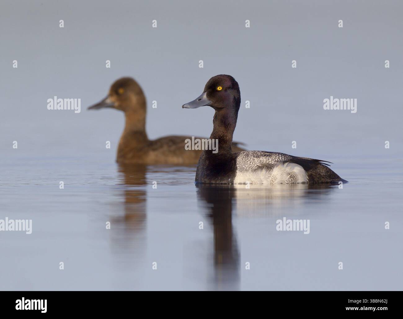 Lesser Scaup, male and female Stock Photo - Alamy