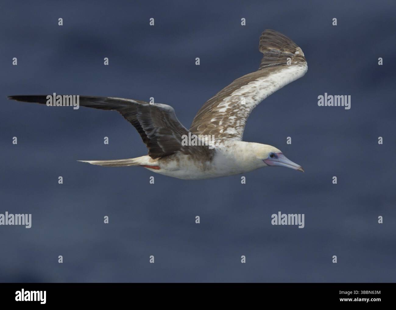 Red-footed Booby (Sula sula) flying, Northern Atlantic Ocean Stock ...