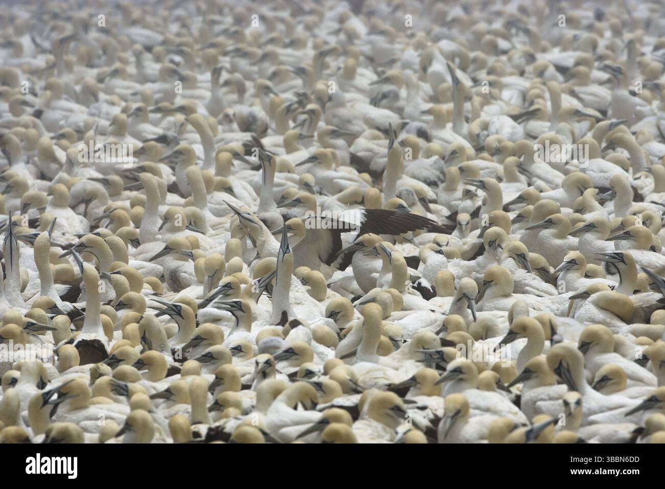 Cape Gannet (Morus capensis), South Africa, Africa Stock Photo - Alamy