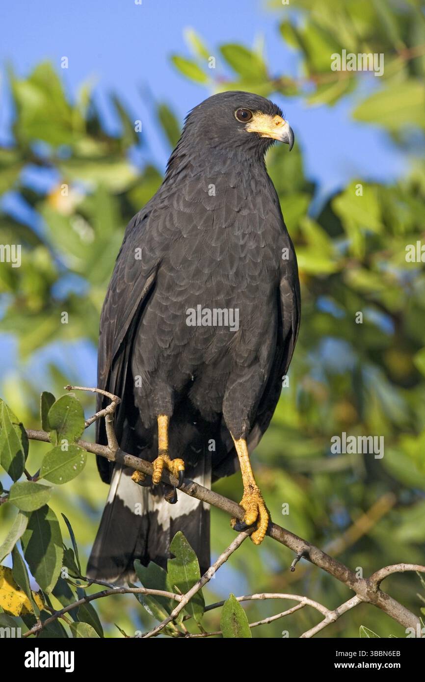 Common Black Hawk Buteogallus anthracinus San Blas, Nayarit, Mexico 28 ...