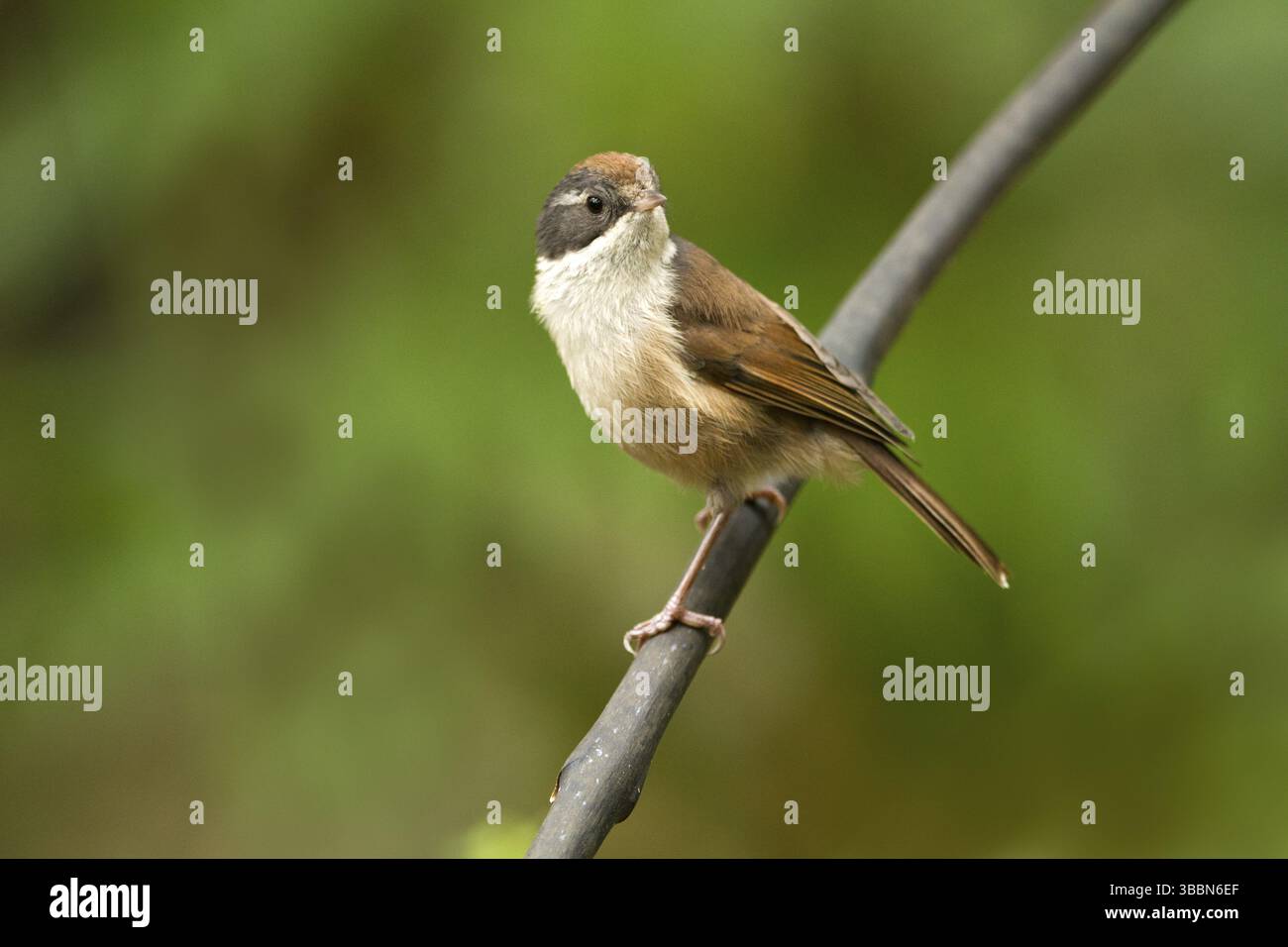Pipipi (Mohoua novaeseelandiae), Rakiura National Park, New Zealand ...