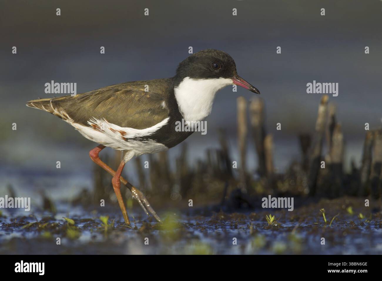 Red-kneed Dotterel (Erythrogonys cinctus), Victoria, Australia, Oceania ...