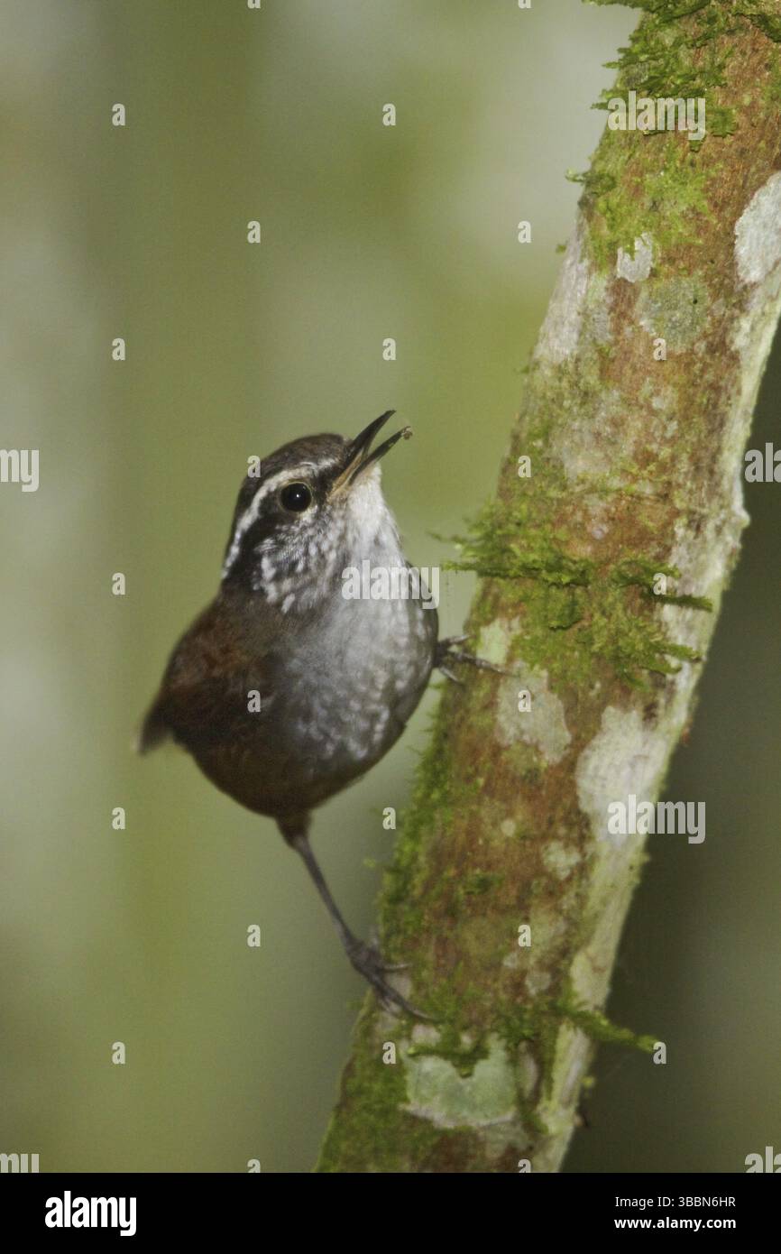 Grey breasted wood wren henicorhina leucophrys hi-res stock photography ...