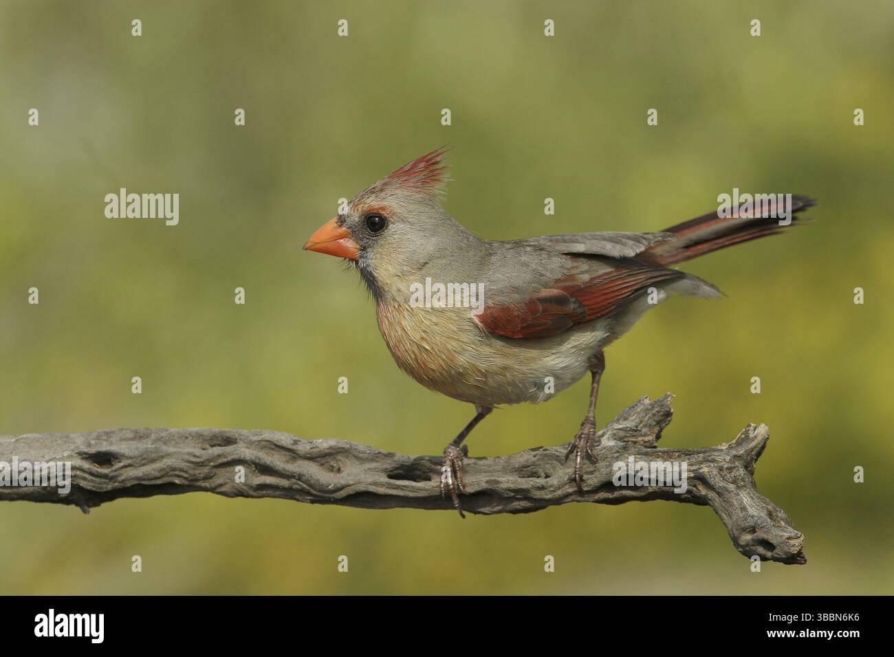 Northern Cardinal (Cardinalis cardinalis), Texas, USA, North America ...