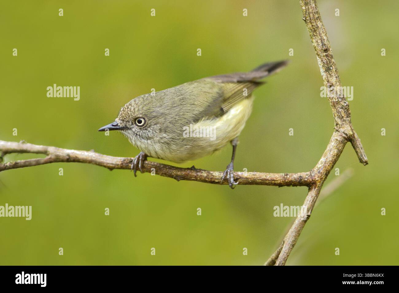 Mountain Thornbill (Acanthiza katherina), Queensland, Australia ...