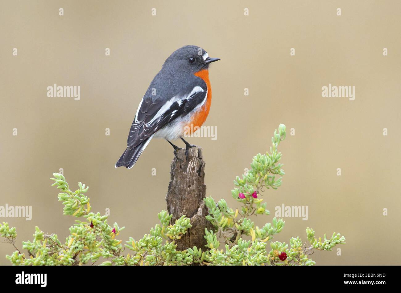 Flame Robin (Petroica phoenicea) male, Victoria, Australia, Oceania Stock Photo - Alamy