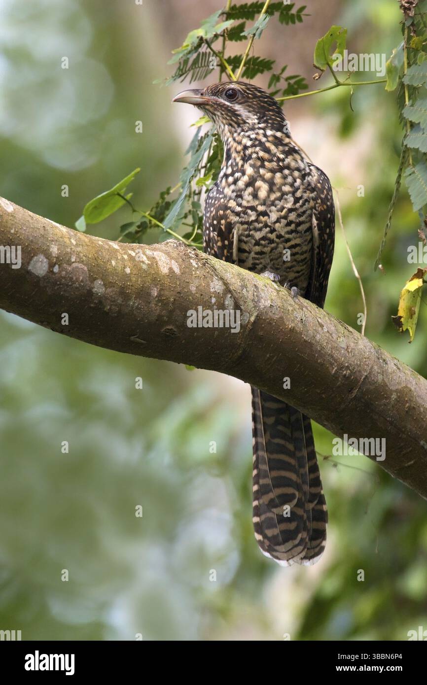 Asian Koel (Eudynamys scolopaceus) female, Yio Chu Kang, Singapore ...