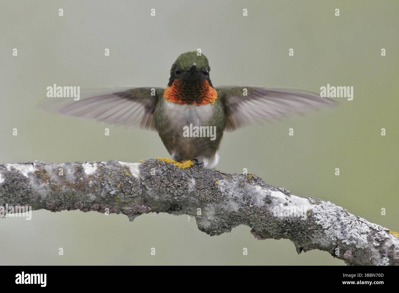 Ruby-throated Hummingbird (Archilochus colubris), Maine, USA, North ...