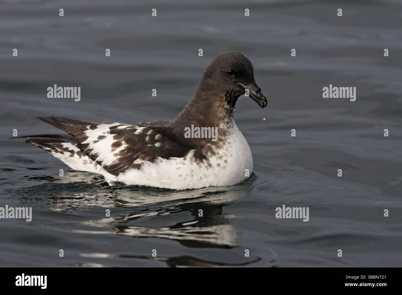 Cape Petrel (Daption capense), New Zealand, Oceania Stock Photo - Alamy
