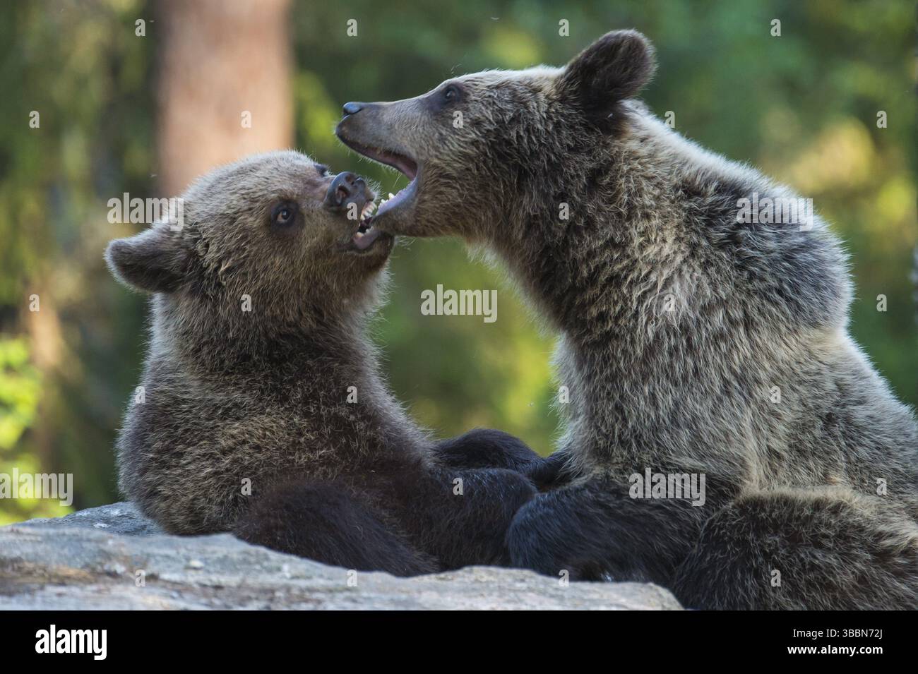 Bear attacked by dogs hi-res stock photography and images - Alamy