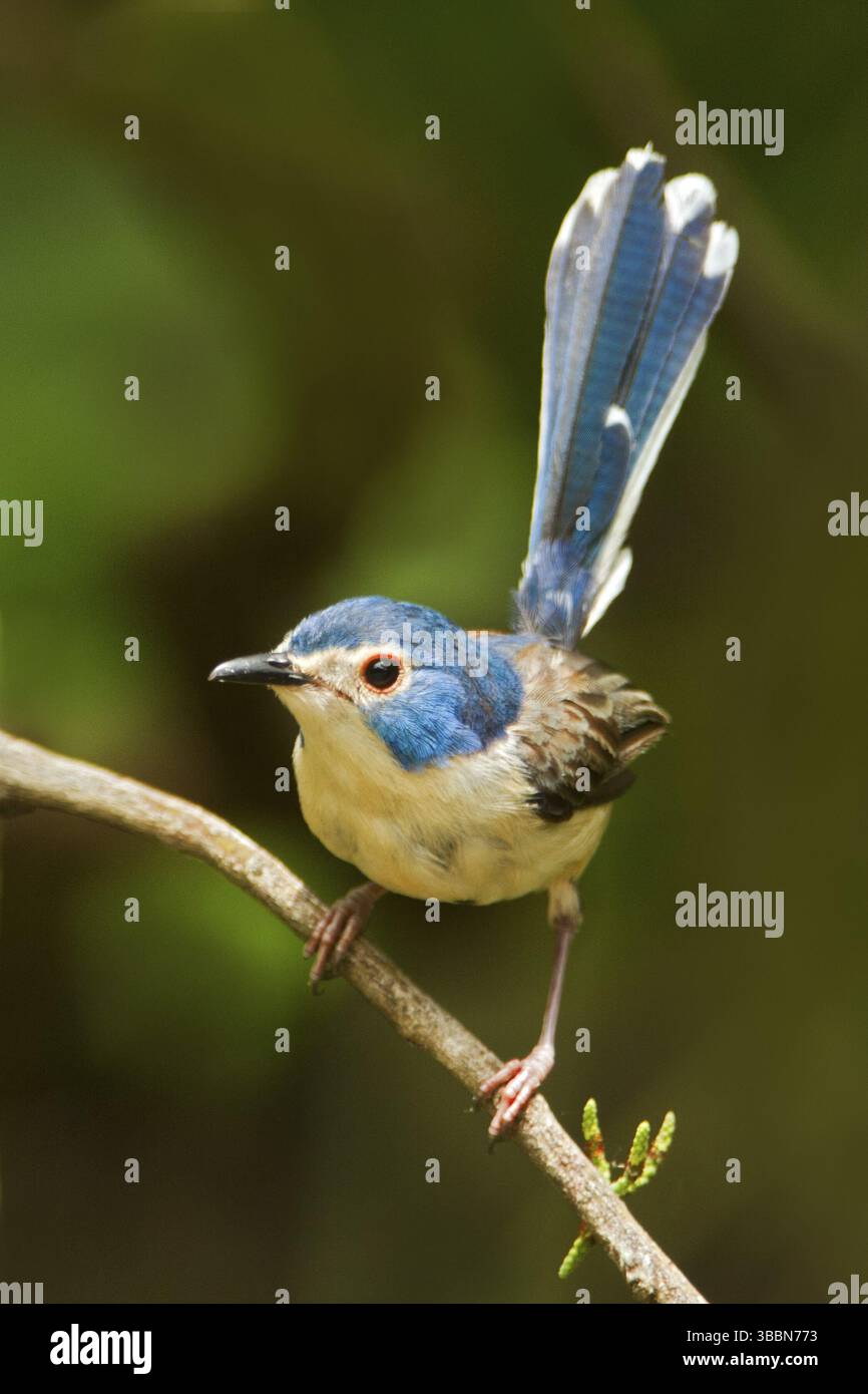 Lovely Fairywren (Malurus amabilis) female, Queensland, Australia ...