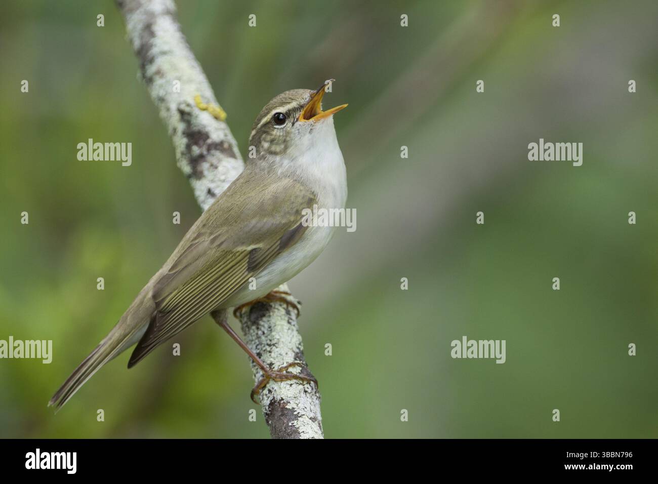 Arctic Warbler - Wanderlaubsaenger - Phylloscopus borealis. Russia ...