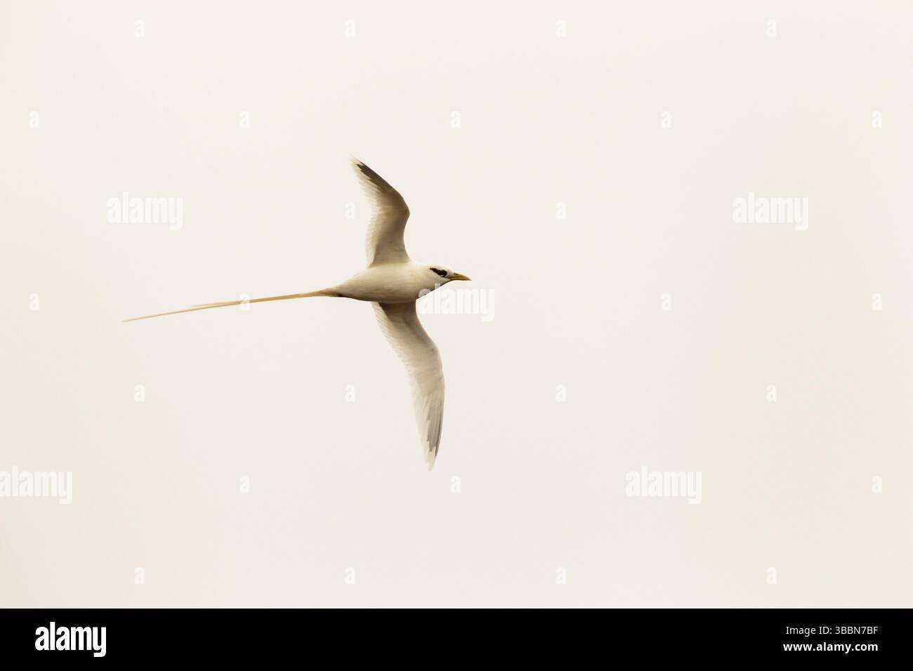 White-tailed Tropicbird (Phaethon lepturus) flying, Hawaii, USA, North ...