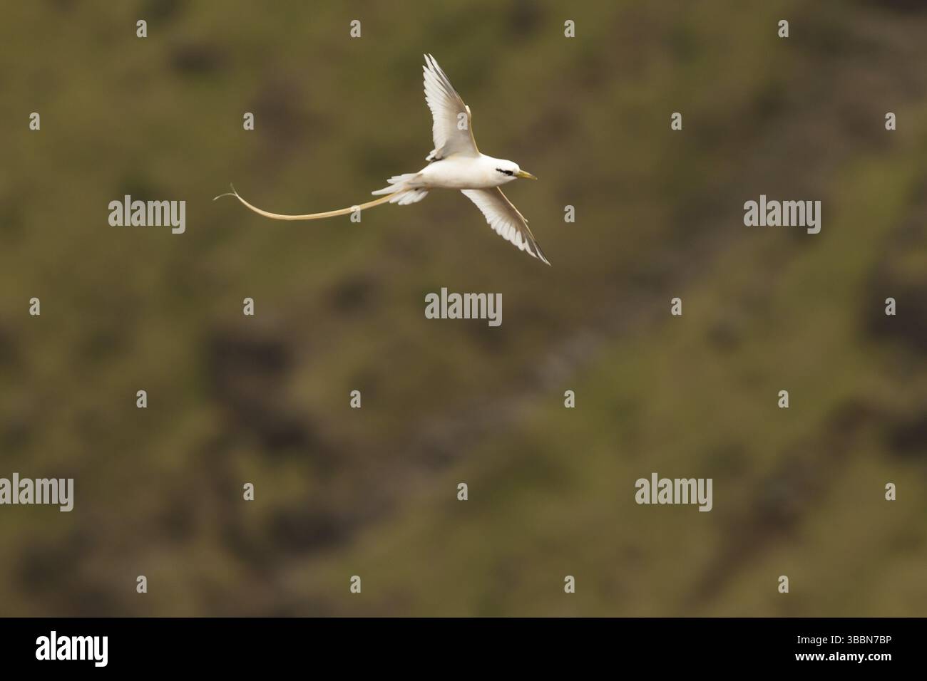 White-tailed Tropicbird (Phaethon lepturus) flying, Hawaii, USA, North ...