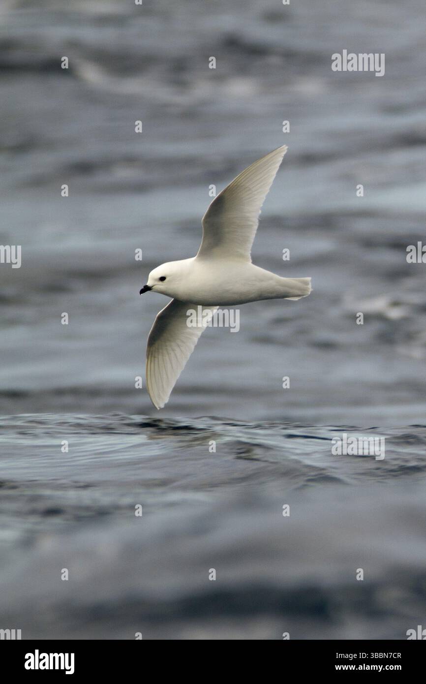 Snow Petrel (Pagodroma nivea) flying, Ross Sea, Antarctica Stock Photo ...