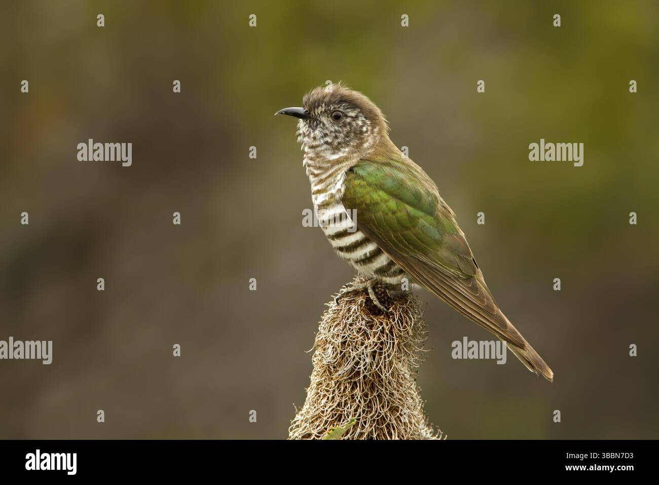 Shining Bronze Cuckoo (Chrysococcyx lucidus), Western Australia ...