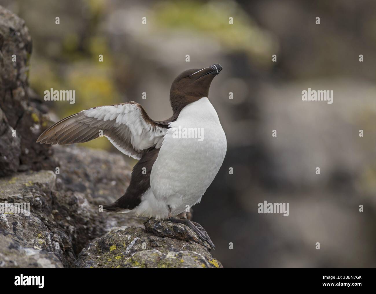 Razorbill (Alca torda islandica) flapping wings, Scotland, United ...