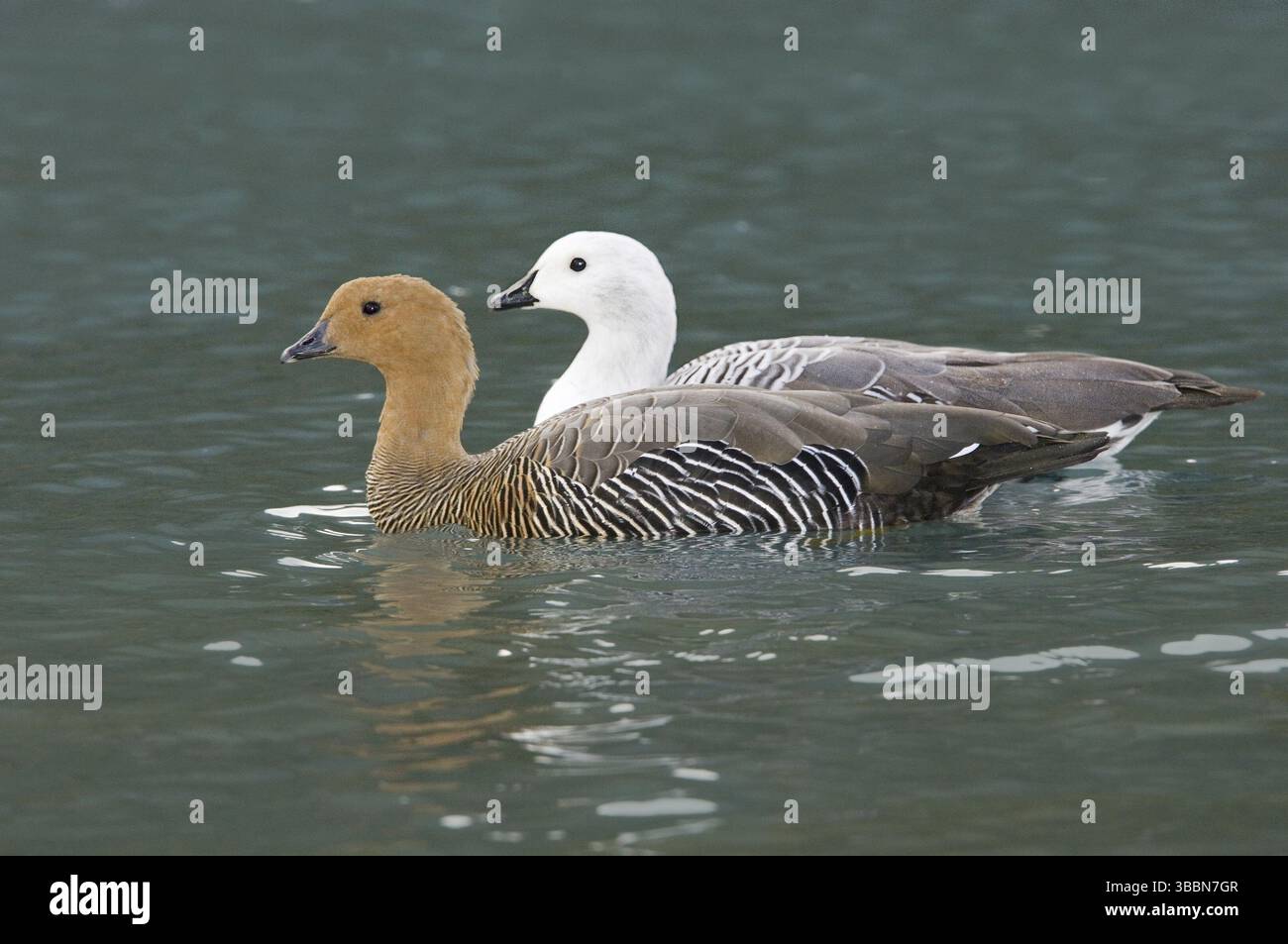 Upland Goose (Chloephaga picta), Chile, South America Stock Photo - Alamy