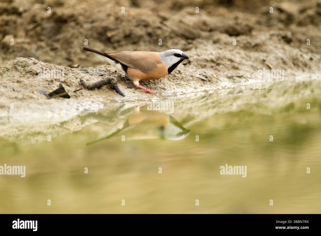 Black-throated Finch (Poephila cincta), Queensland, Australia, Oceania ...