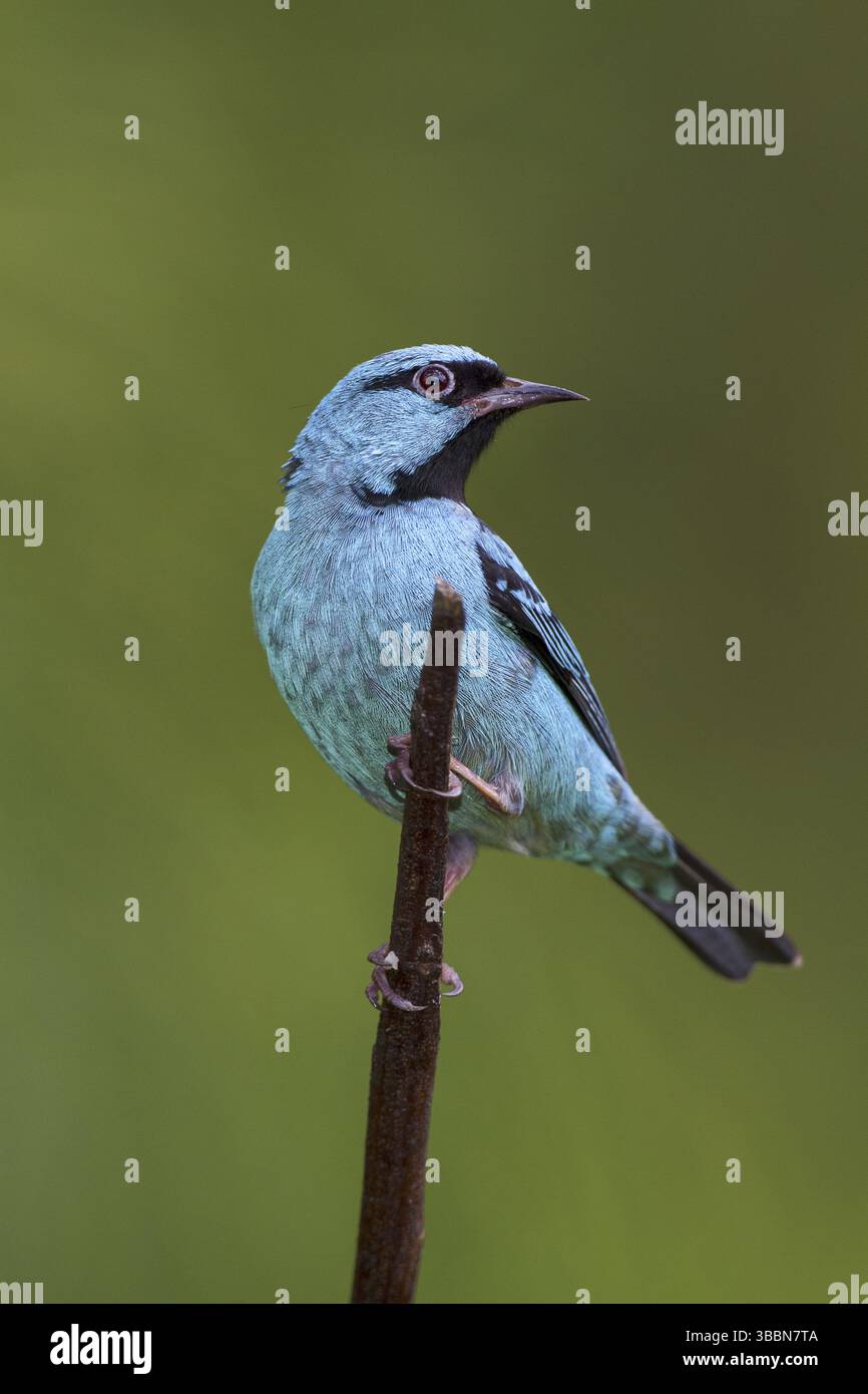 Blue Dacnis (Dacnis cayana) male, Atlantic rainforest, Brazil, South ...