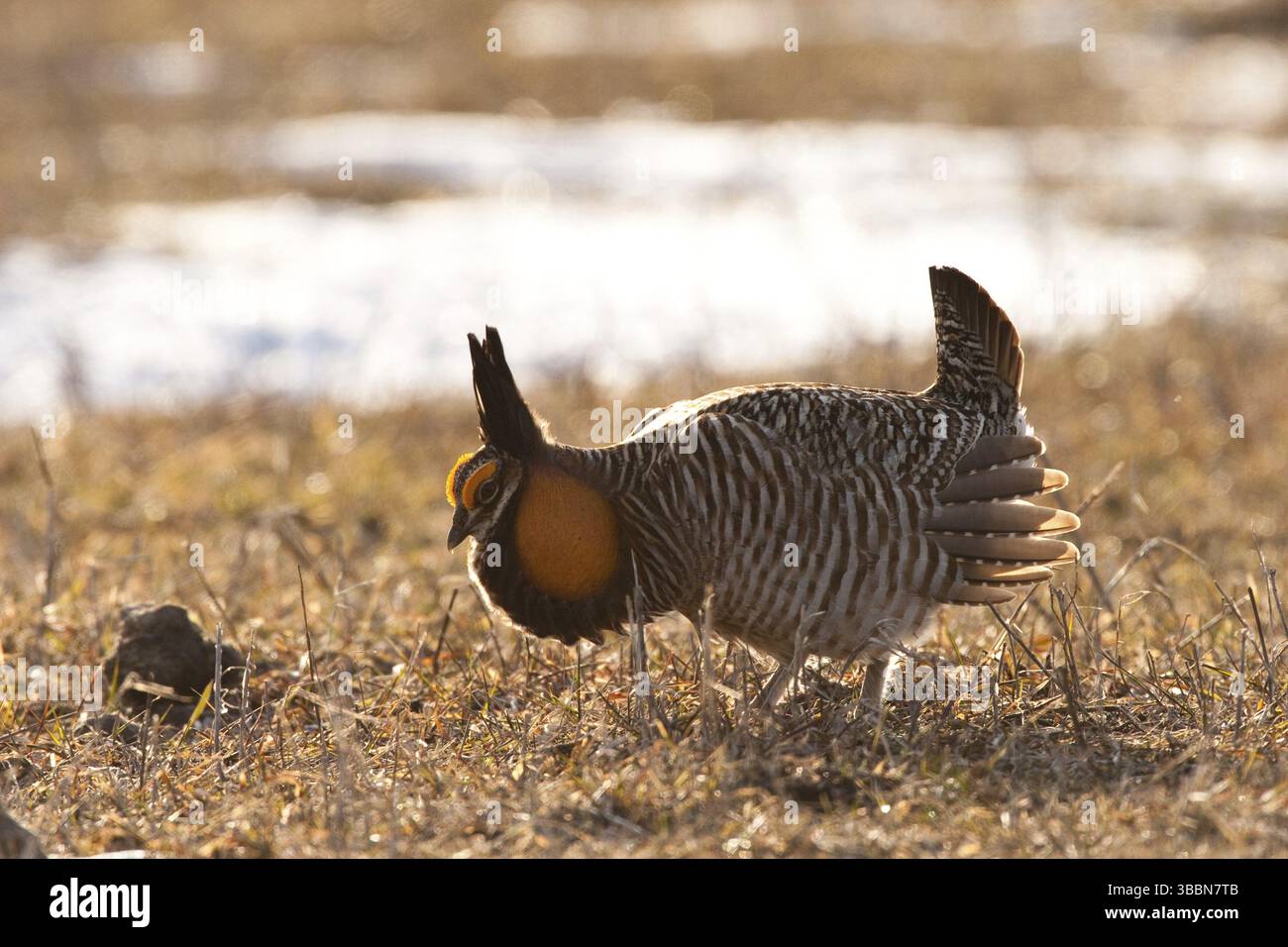 Greater Prairie Chicken (Tympanuchus cupido) male displaying, Wisconsin ...