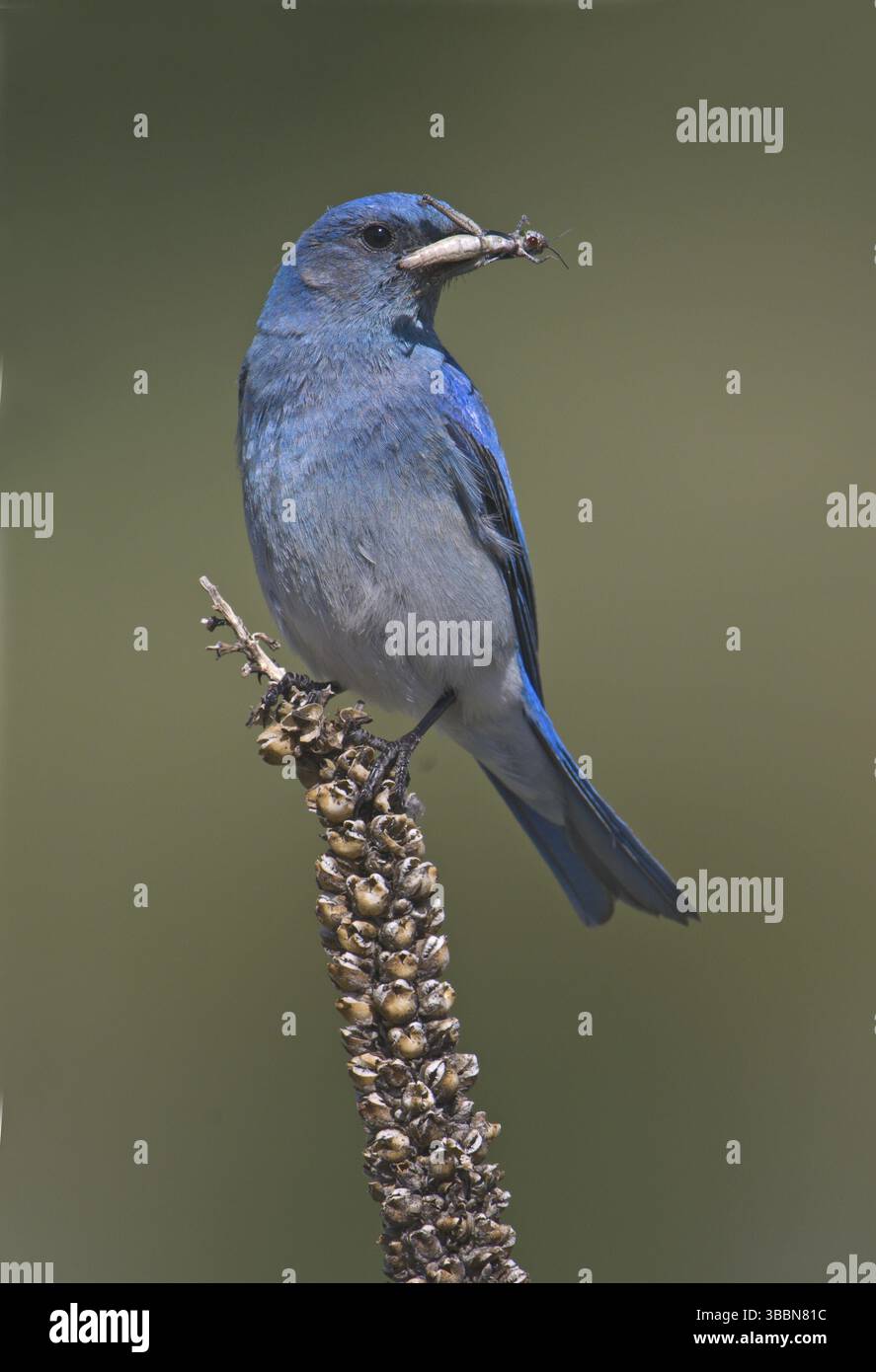 Mountain Bluebird (Sialia currucoides), Oregon, USA, North America ...