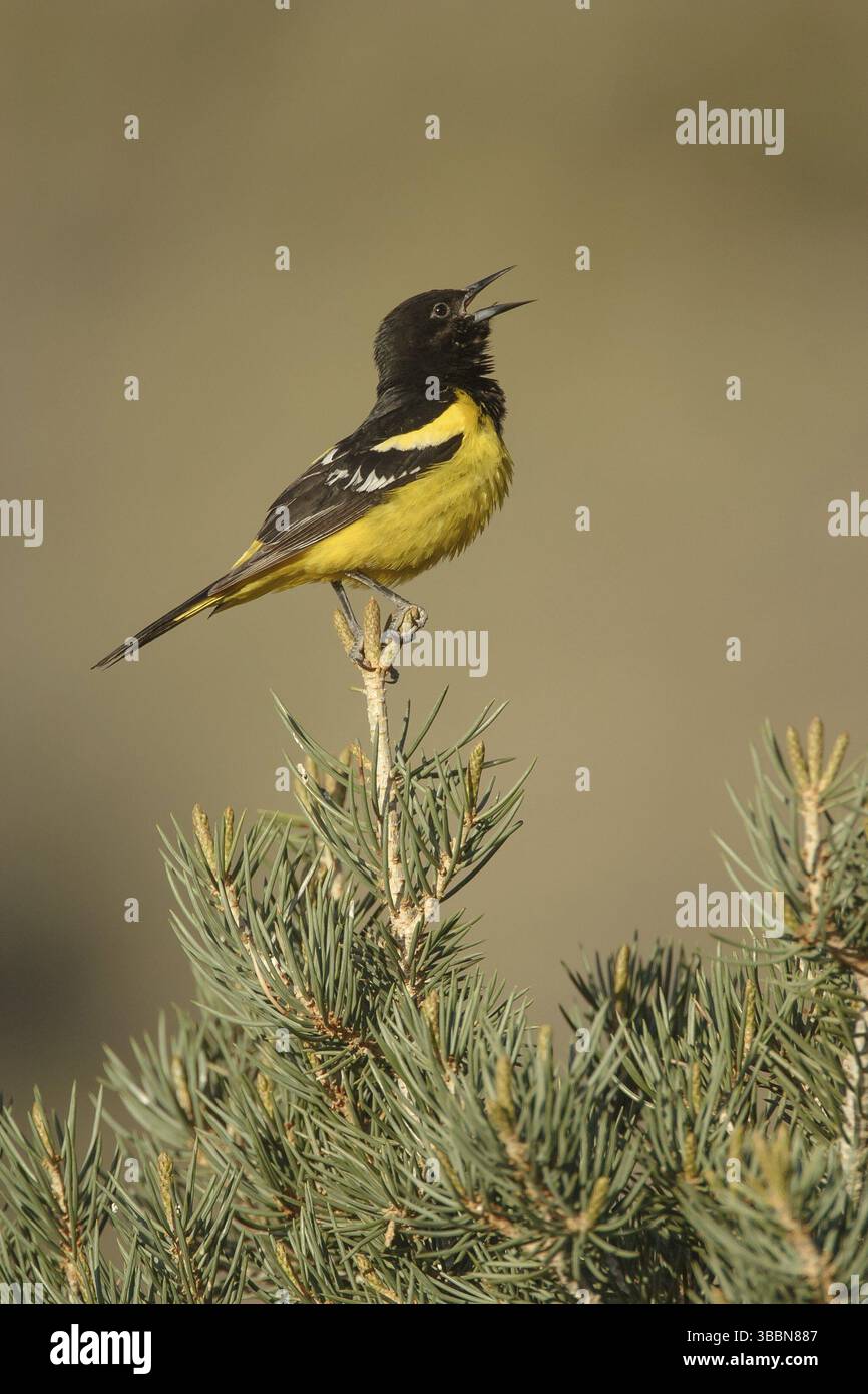 Scott's Oriole (Icterus parisorum) male singing, California, USA, North ...