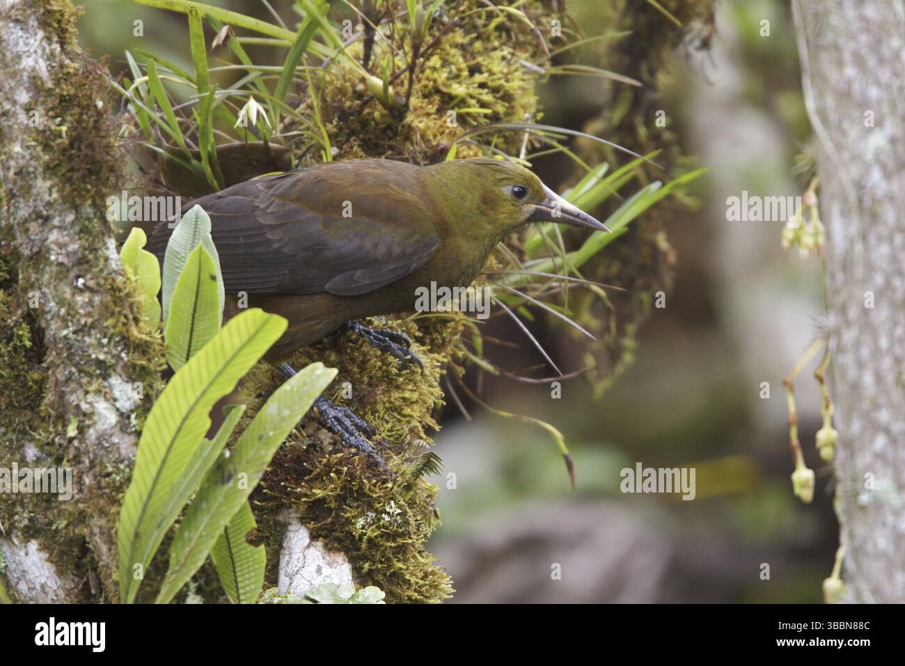 Crested Oropendola (Psarocolius decumanus), Ecuador, South America ...