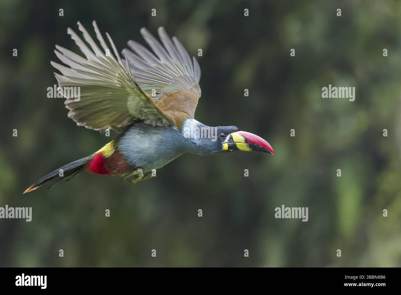 Gray-breasted Mountain-Toucan (Andigena hypoglauca) flying in Colombia ...