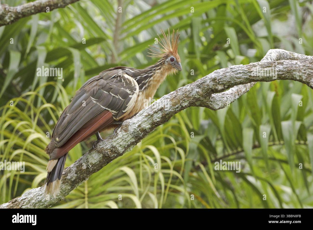 Hoatzin (Opisthocomus hoazin), Ecuador, South America Stock Photo - Alamy