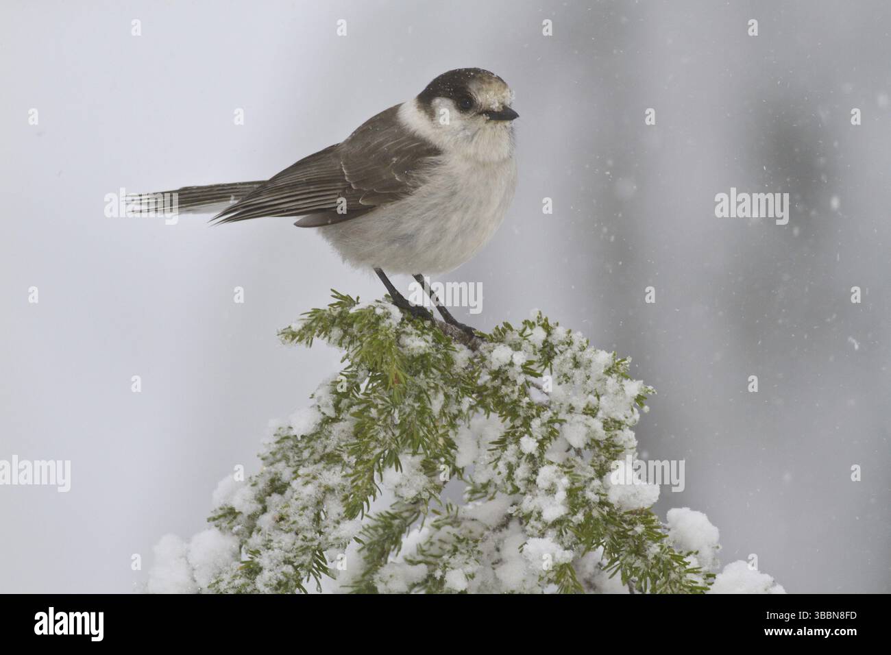 Grey Jay (Perisoreus canadensis), British Columbia, Canada, North ...
