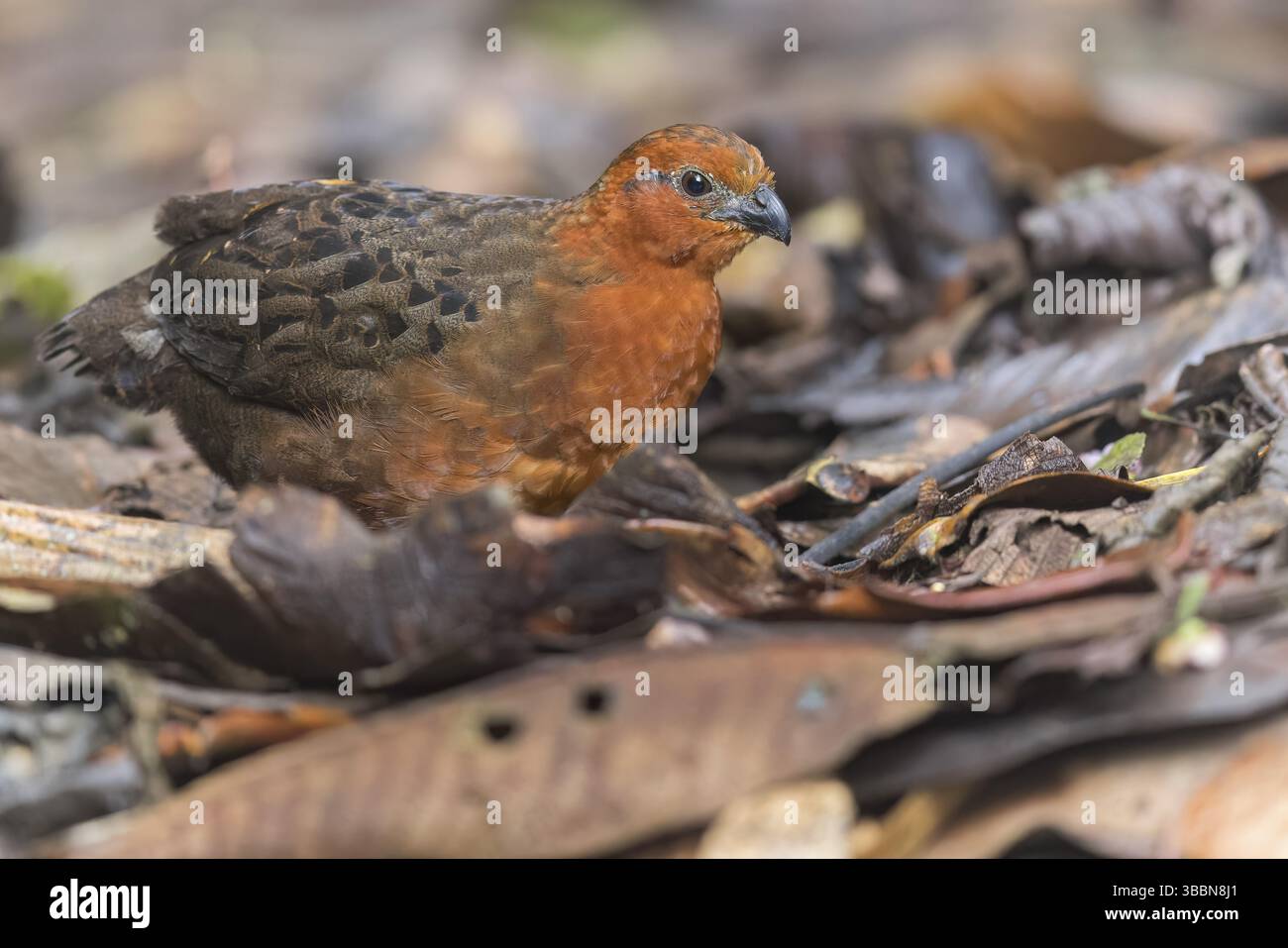 Chestnut Wood-quail (Odontophorus hyperythrus) feeding on the forest ...
