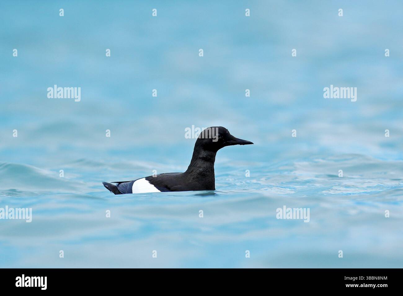 Bird in ice blue water. Brunnich's Guillemot, Uria lomvia, white birds ...