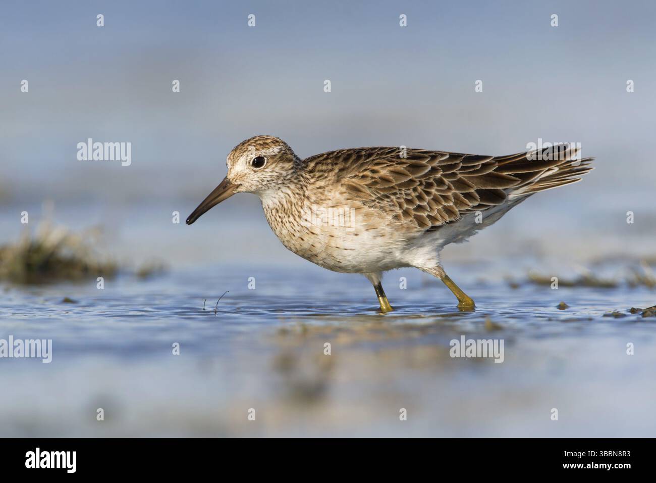 Sharp-tailed Sandpiper (Calidris acuminata), Australian Capital ...