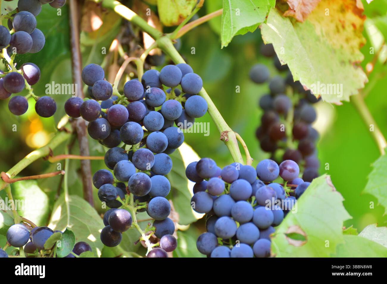 Bunches of Isabella grapes - hybrid of a Vitis labrusca and Vitis ...