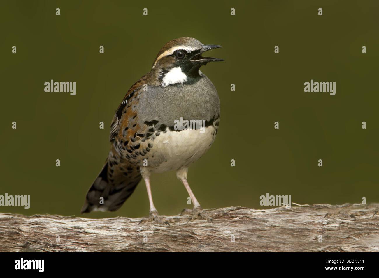 Spotted Quail-thrush (Cinclosoma punctatum) male singing, New South ...