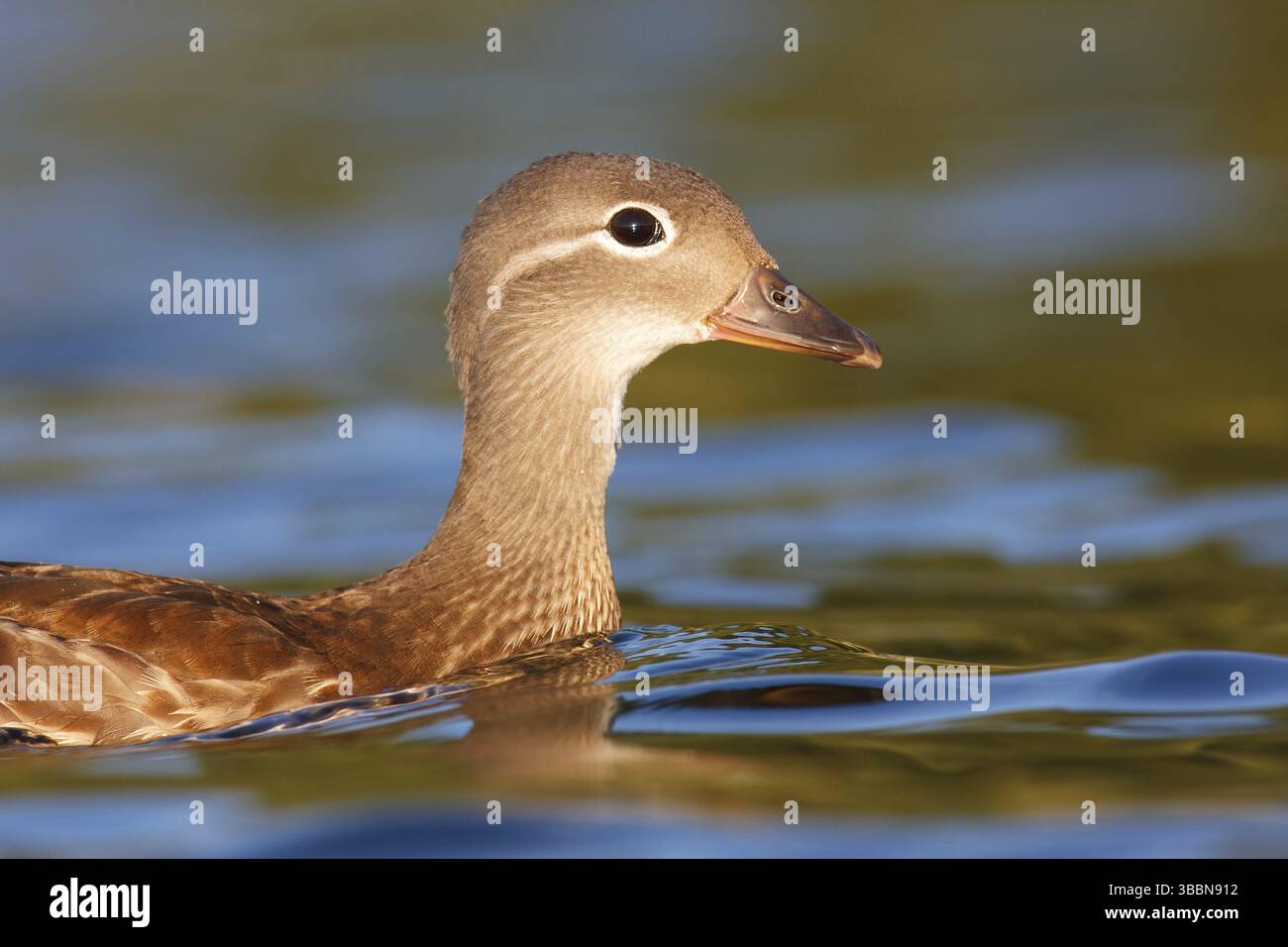 Mandarin Duck (Aix galericulata) female Stock Photo - Alamy